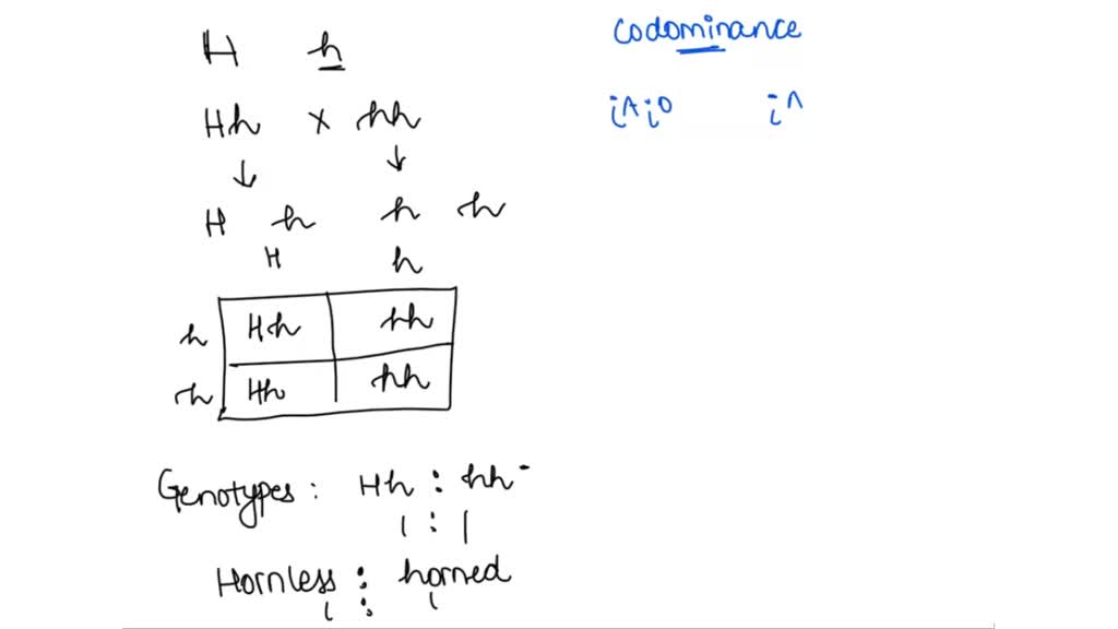 SOLVED: In cattle ,the allele for horns is recessive(h) and the allele ...
