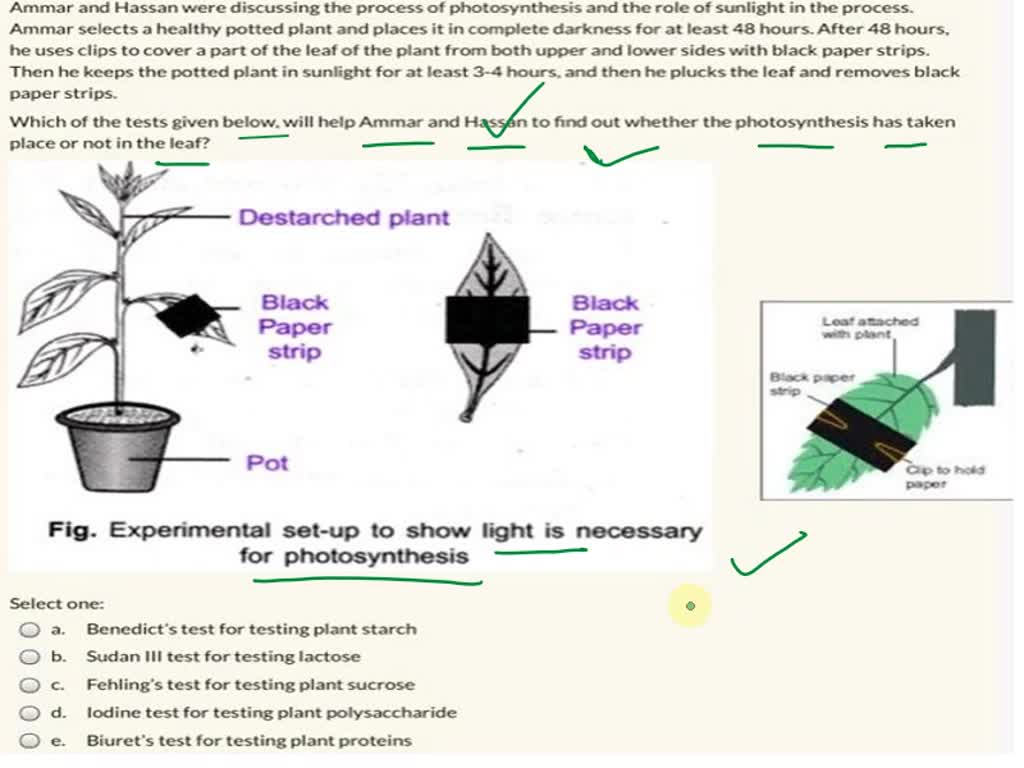 SOLVED: Ammar and Hassan were discussing the process of photosynthesis ...