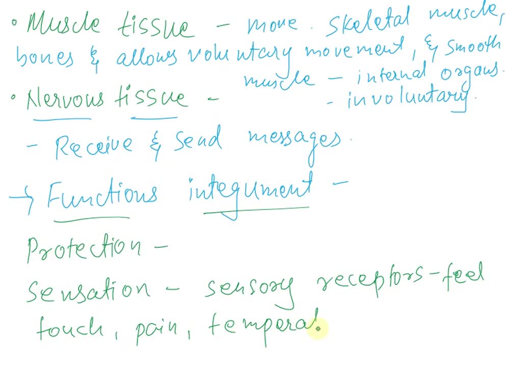 SOLVED: 6. Basic functions of each of the 4 main tissue types. 7 ...
