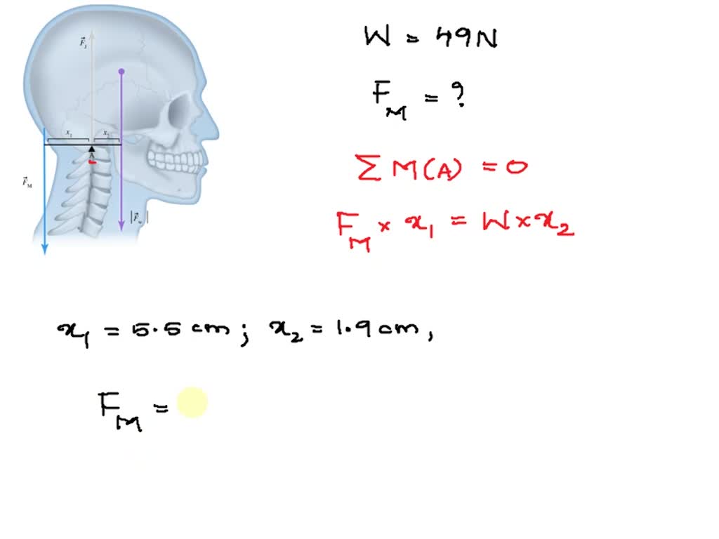 SOLVED: Even when the head is held erect; as shown in the figure, its ...