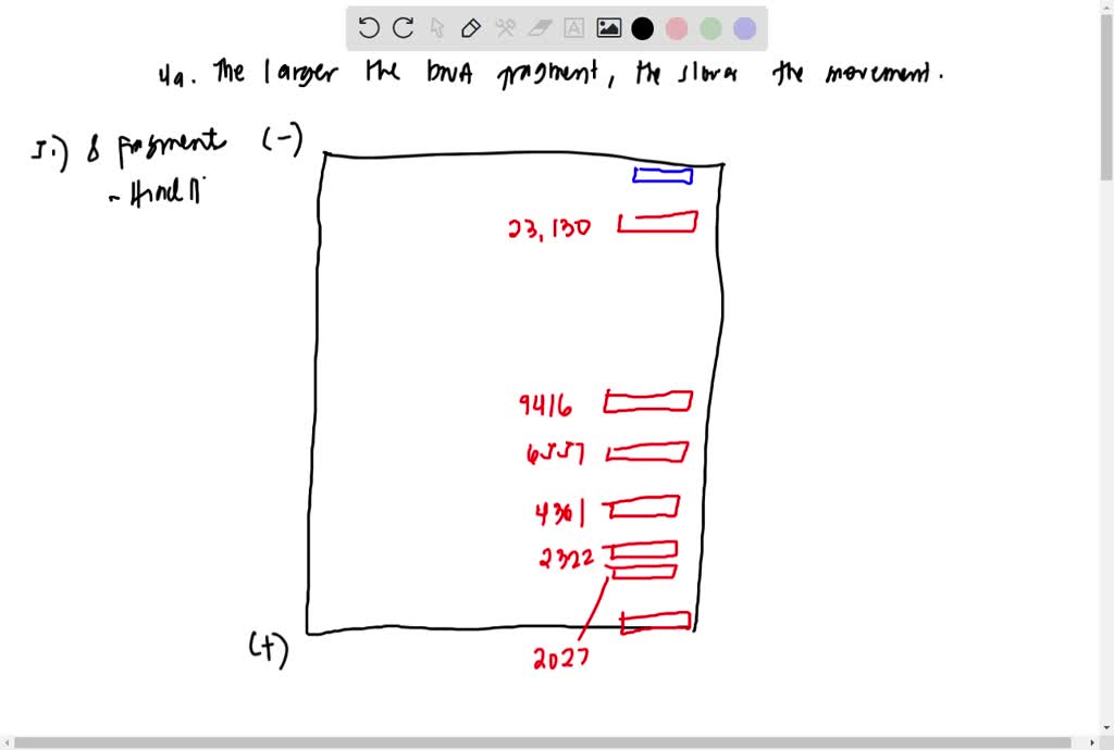 SOLVED: Complete this rule for the movement of DNA fragments through an ...
