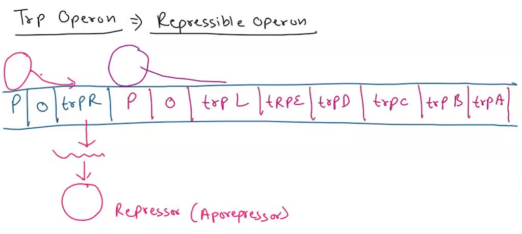 SOLVED: Text: trp operon Promoter Promoter Genes of operon: trpE, trpD ...