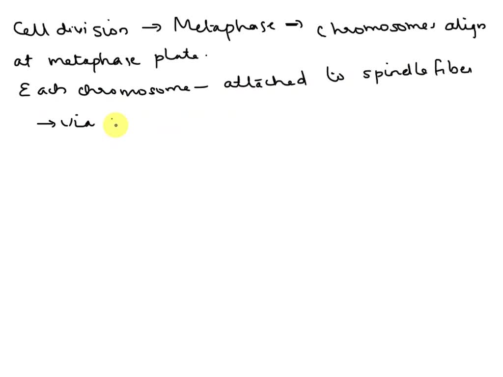 SOLVED: This micrograph shows whitefish blastula cells during cell ...