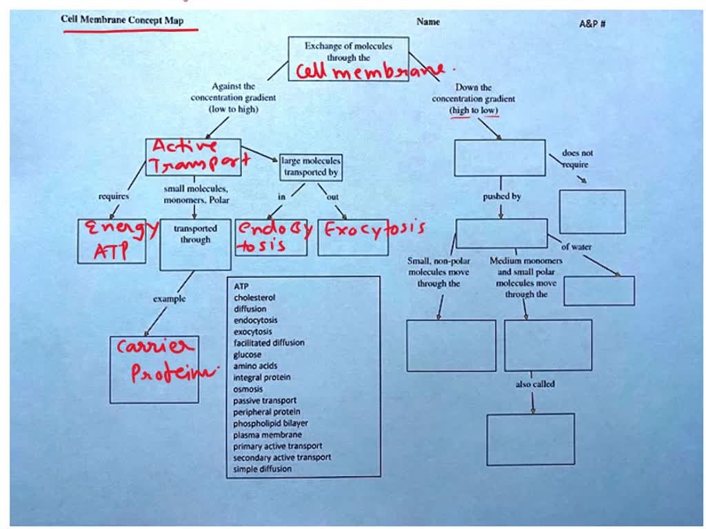 SOLVED: Cell Membrane Concept Map Name A P# Exchange of molecules ...