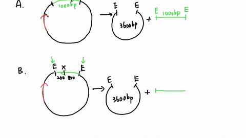 The diagram below shows two DNA molecules, a plasmid for...