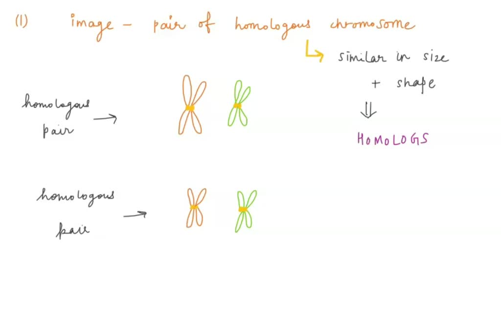 SOLVED: The ' picture below shows two pair of homologous chromosomes ...