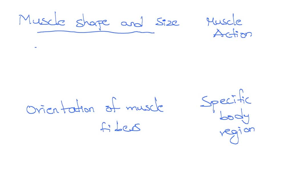 SOLVED: Muscle Naming component of a muscle name into the appropriate ...