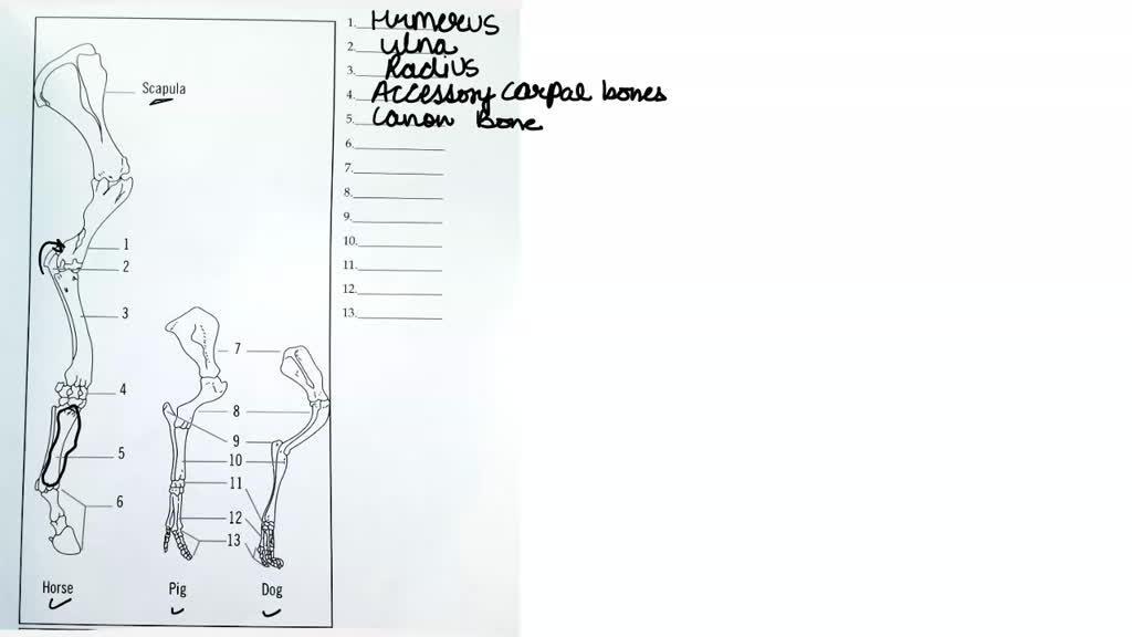 SOLVED:Complete this table: You can use the human forelimb bones as ...