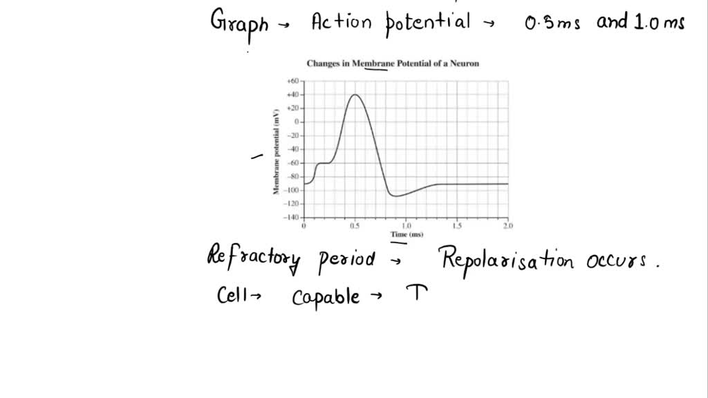 SOLVED: On the graph below, the part of an action potential that occurs ...