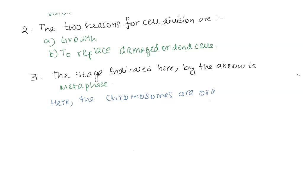 SOLVED: 1) Why did we use onion root tip slides to look for stages of mitosis? 2) Give two ...