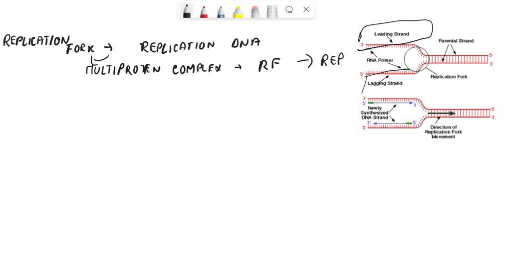 SOLVED: A replication fork is shown schematically below: The strand ...