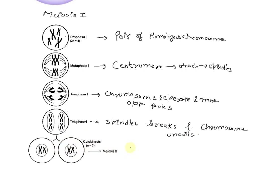 SOLVED: HELPPPPPPPPPPPPPPPPPPPPPPPPPP This cell is undergoing a step of ...