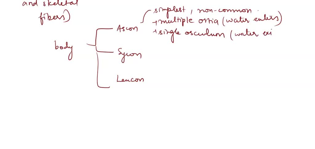 SOLVED: Differentiate sycon, ascon, and leucon types of canal systems ...