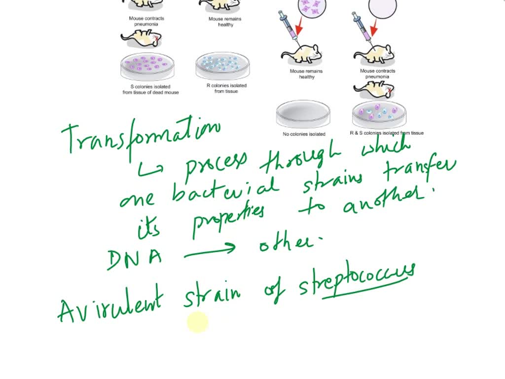 Solved The Early Experiments That Identified Dna As The Hereditary Molecule Were Not About