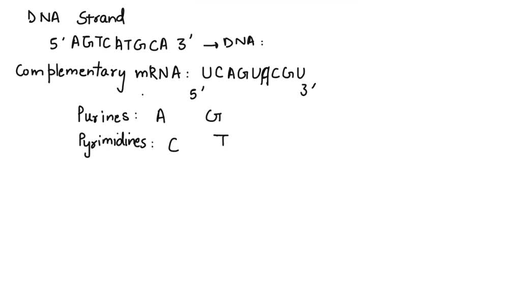 SOLVED: 4 PART QUESTION. Given the strand of DNA 5' AGTCATGCA3', create ...
