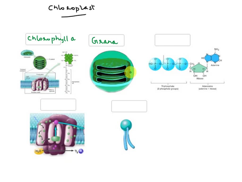 SOLVED: In Fig. 6, label the anatomical structures of a chloroplast. In Fig. 6, label the ...