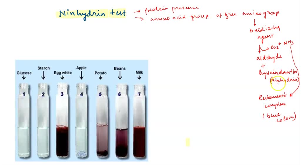 SOLVED: Protein Testing Result of Ninhydrin Test After Heating Test ...