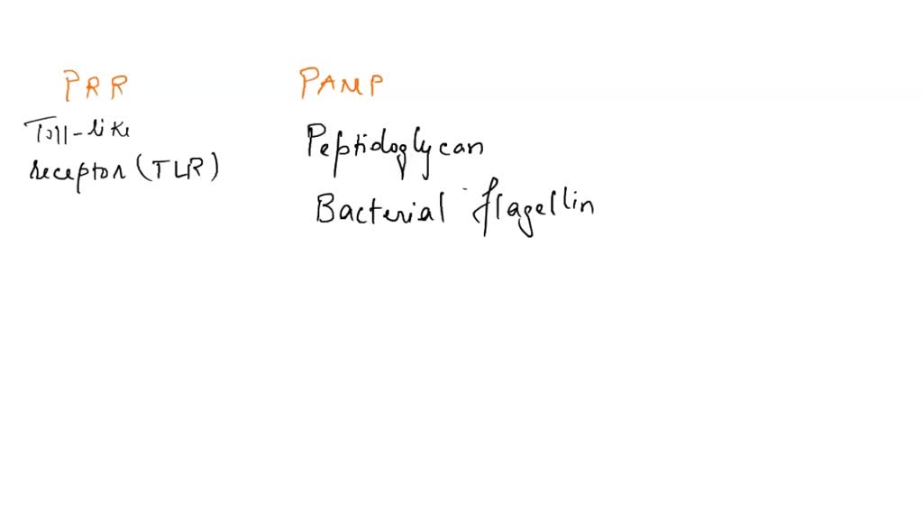 SOLVED: Match the examples listed as either PRRs or PAMPs. PRR PAMP TLRs peptidoglycan bacterial ...