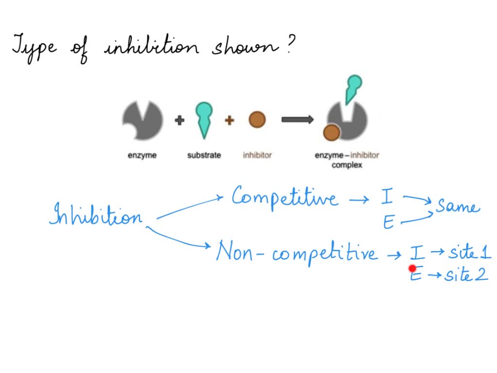 SOLVED: 1point What type of inhibition is shown in the diagram below ...