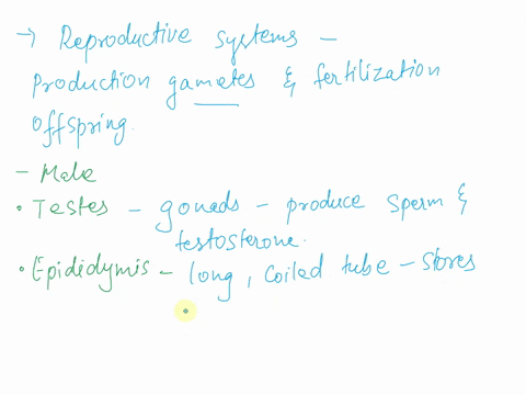4 what are the 8 major structures of the male reproductive system and ...