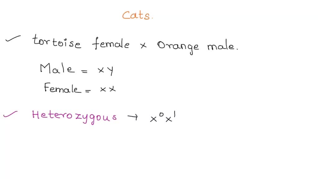 SOLVED: Cats have the same XY chromosome scheme as humans. In cats, the ...