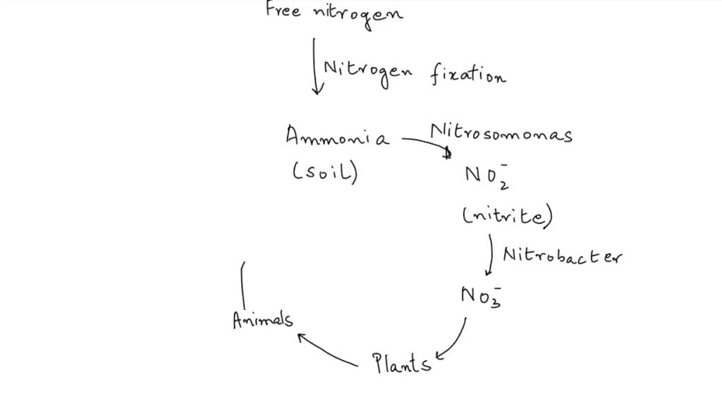 SOLVED: 4) At the phase of nitrogen cycle ammonia is converted into ...