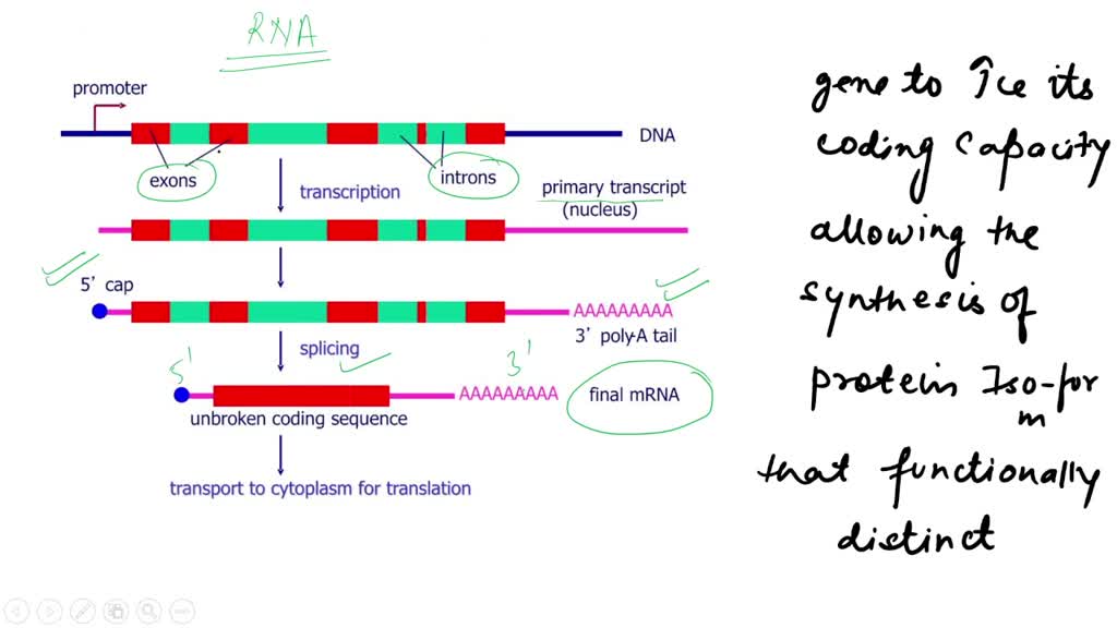 SOLVED: 1) Describe RNA processing steps. Why is it important? 2) Why would a cell make ...