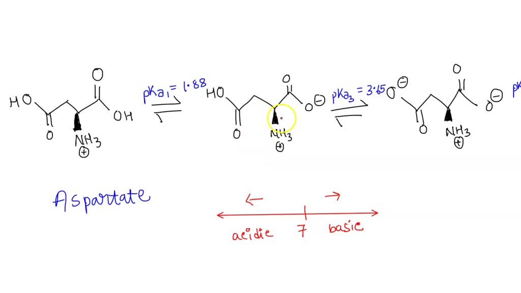 SOLVED: Aspartate has three ionizable groups with pKa values of 1.88, 9.60, and 3.65. What is ...