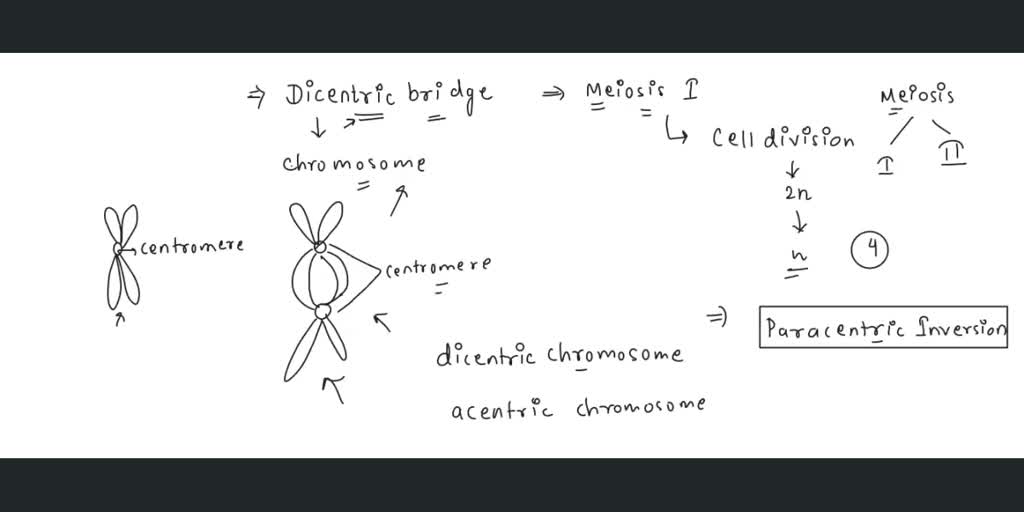 SOLVED: You observe a dicentric bridge during meiosis. What has ...