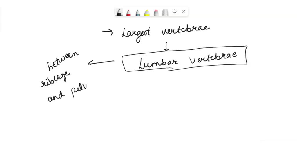 SOLVED: 1. Match the description of the vertebrae with their associated ...