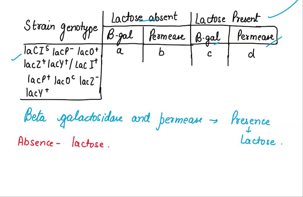 SOLVED: Below is a table showing several bacterial strain lac operon ...