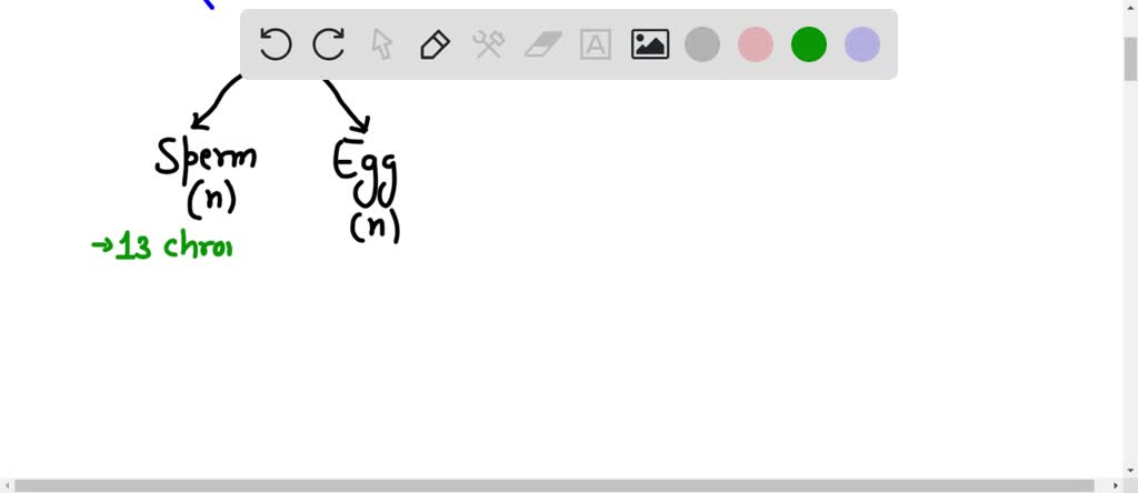 SOLVED: Frogs have 13 pairs of chromosomes. Complete this model by ... SOLVED: Frogs have 13 pairs of chromosomes. Complete this model by ...