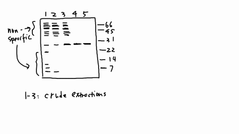 FERMENTAS (THERMO SCIENTIFIC) PRESTAINED PROTEIN LADDER