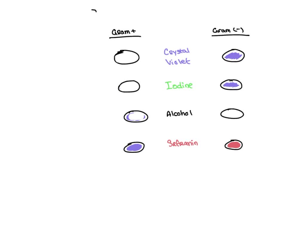 SOLVED: THE GRAM STAIN PROCEDURE Bacterial sample ? as seen in ...