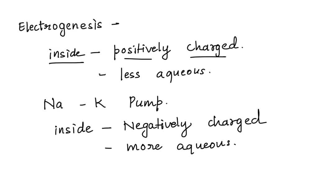 SOLVED: Question 16 The sodium-potassium pump provides "electrogenesis ...