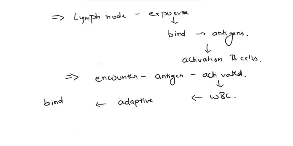 SOLVED: a) What cell type(s) populate(s) the subcapsular space? b ...