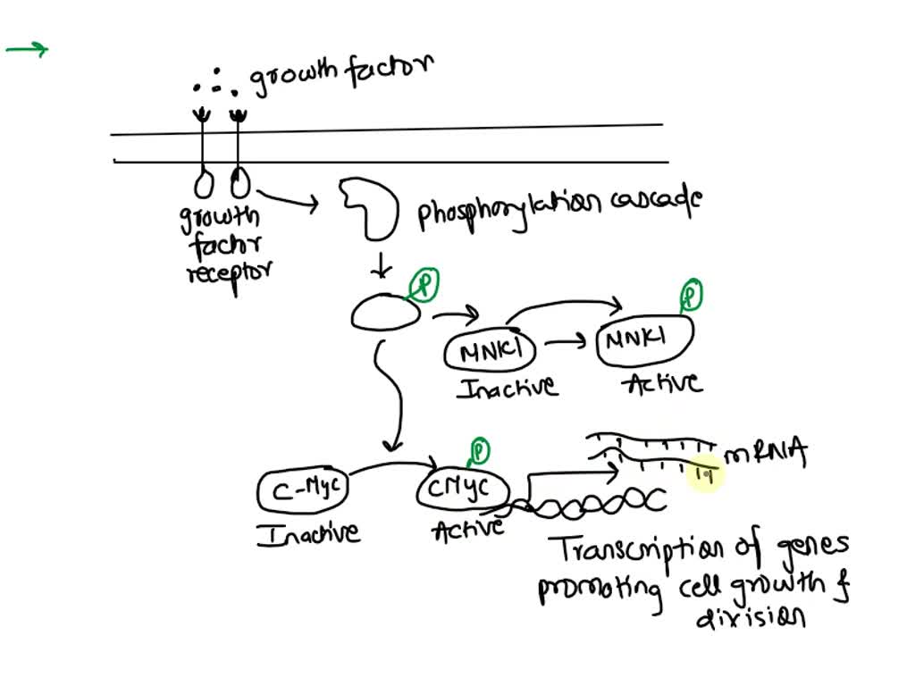 SOLVED: A - Elaborate on the mechanisms of transcriptional regulation ...