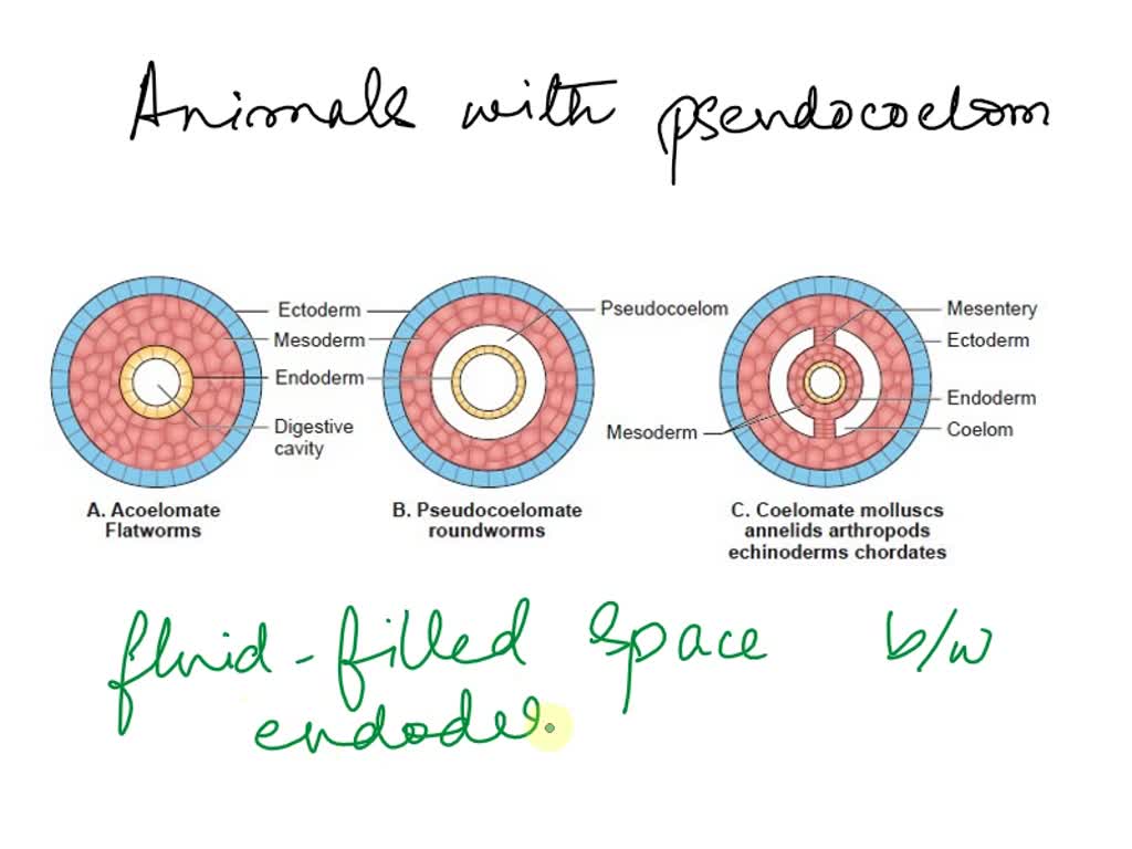 SOLVED: in an animal with a pseudocoelom, you would expect to find a ...