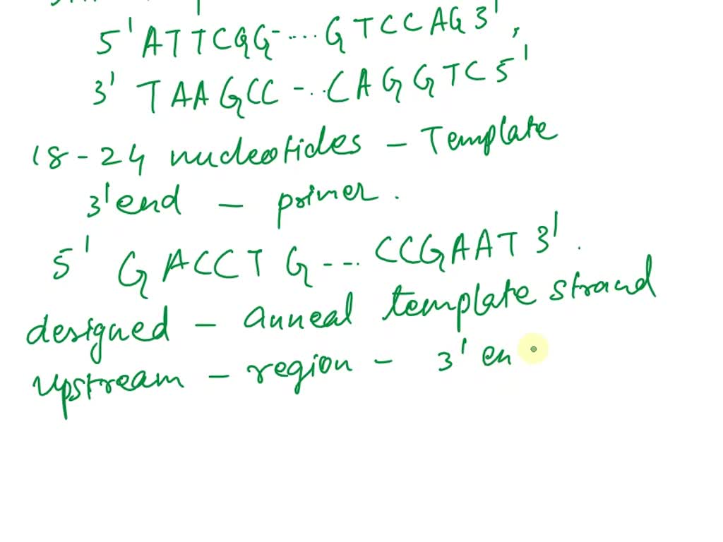 SOLVED: Design a primer that will successfully allow DNA polymerase to ...
