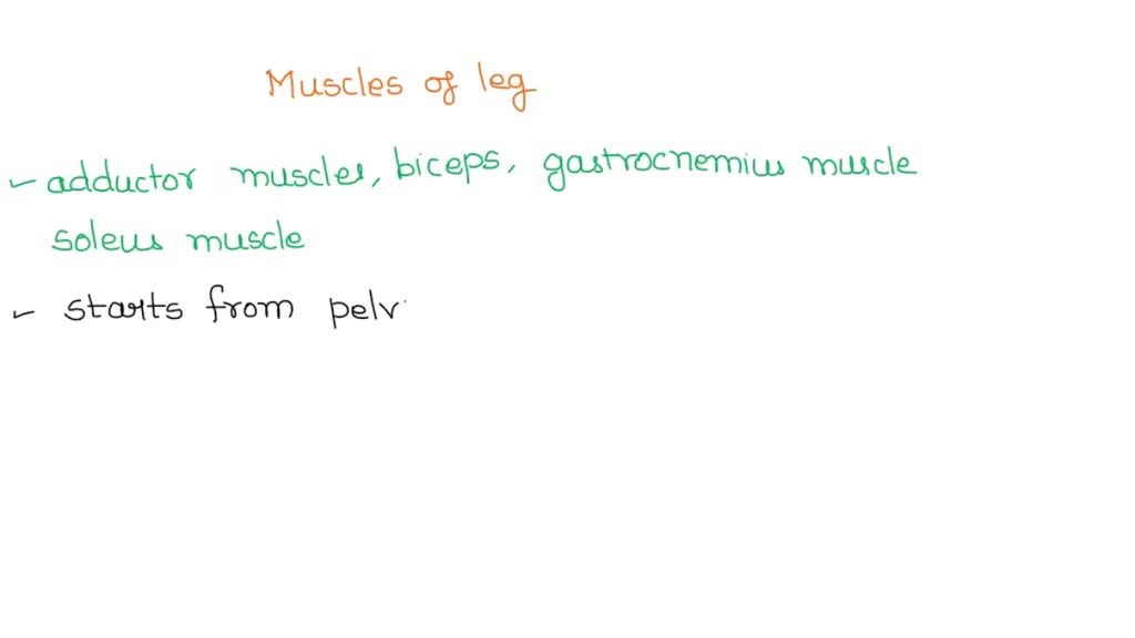 SOLVED: 28.) What is an example of opposing muscle groups? Pectoralis ...