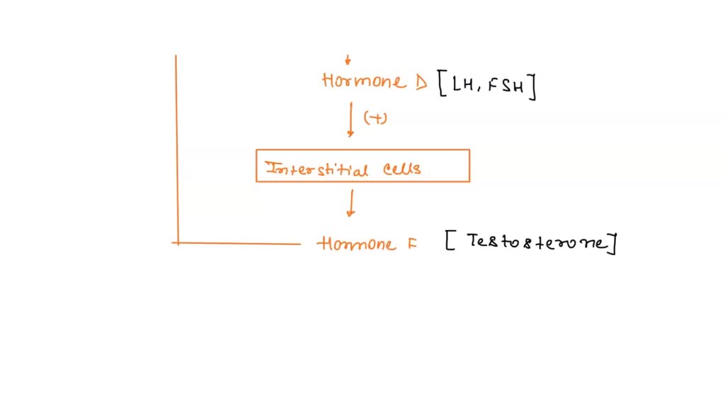 Solved Feedback Loop For Testosterone Hypothalamus Hormone B