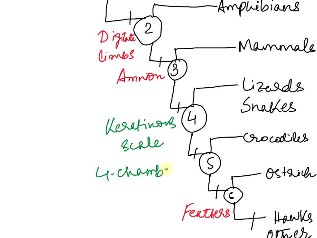 SOLVED: Each branch point represents the common ancestor of the two ...