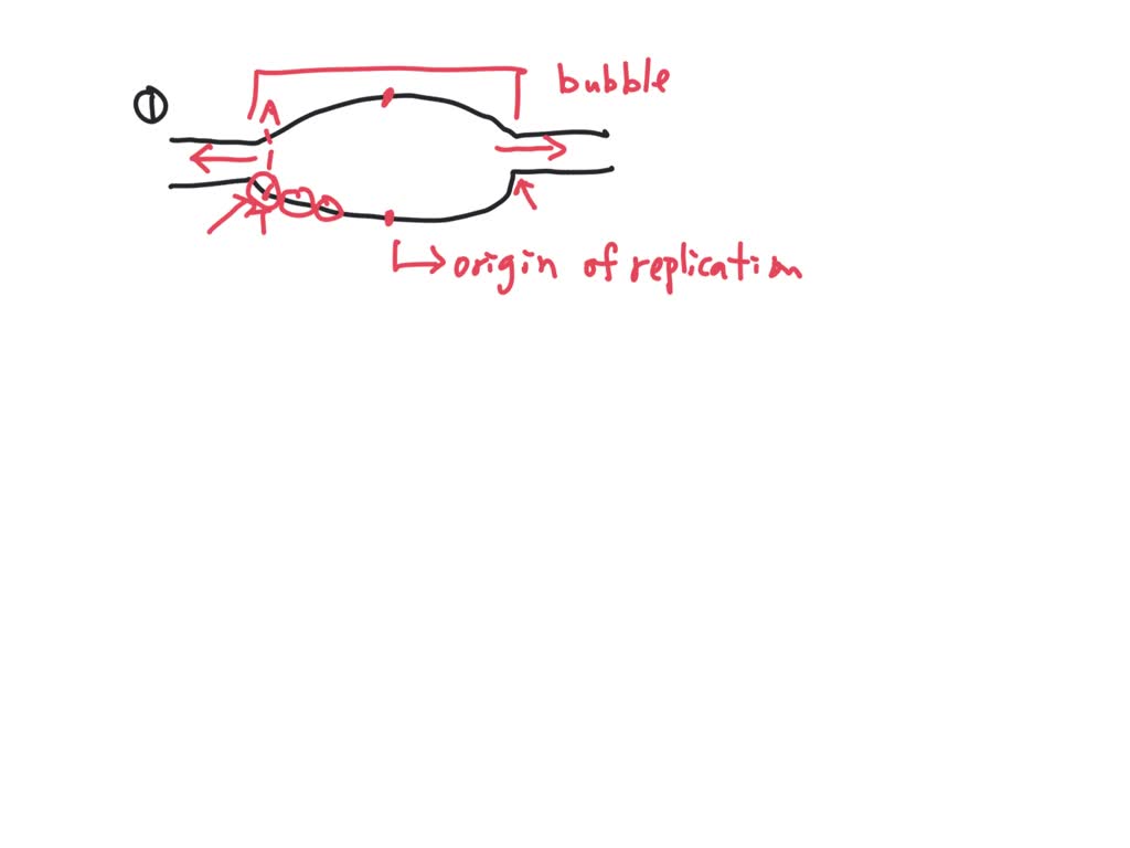 SOLVED: Drawing DNA synthesis in a replication bubble: Drawing activity ...
