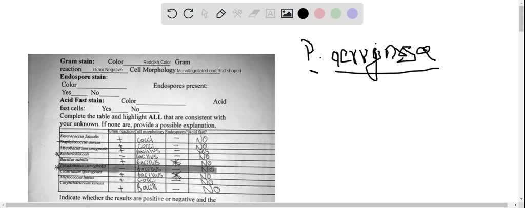 SOLVED: Texts: Lab4B-W1 Worksheet: Differential Stain Review 1 ...