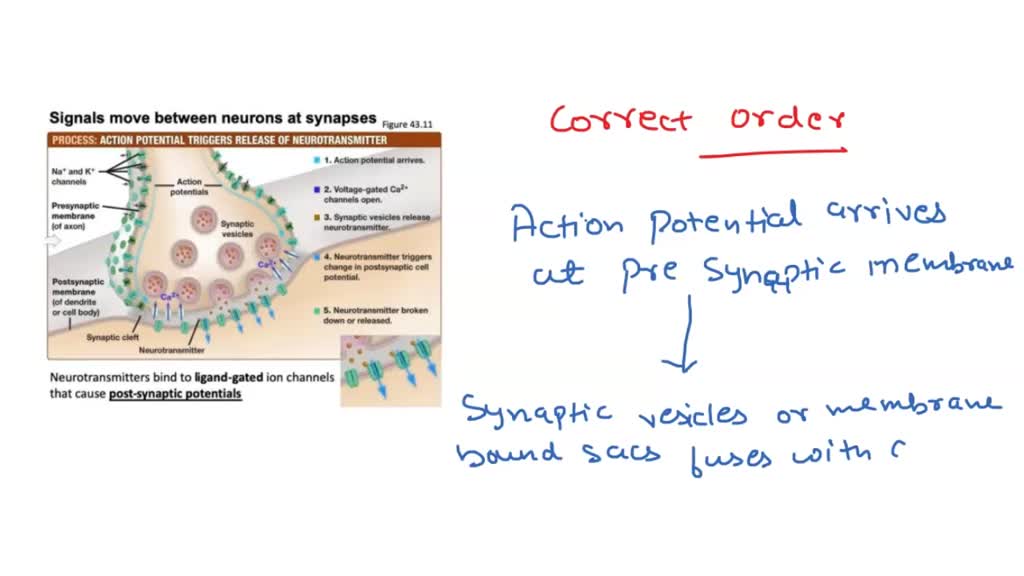 SOLVED: Signals move between neurons at synapses. Figure 43.11 PROCESS ...