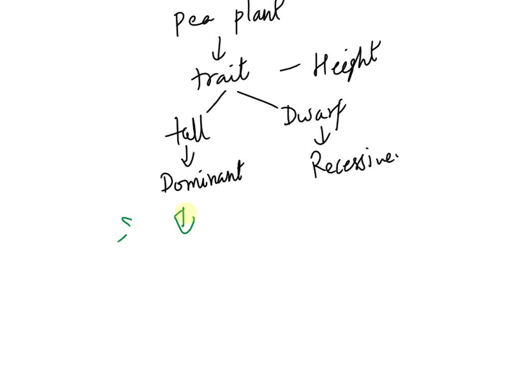 SOLVED: In pea plants the trait for tall height is dominant over the ...