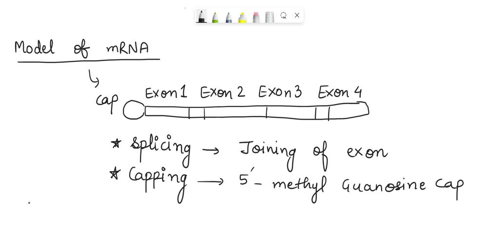 SOLVED: The diagram below represents a eukaryotic gene and the primary transcript it encodes ...