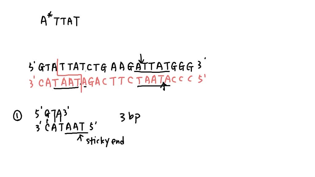 SOLVED: A restriction enzyme recognizes the base sequence A*TTAT where ...