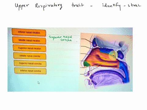 Superior nasal concha Superior nasal meatus Inferior...
