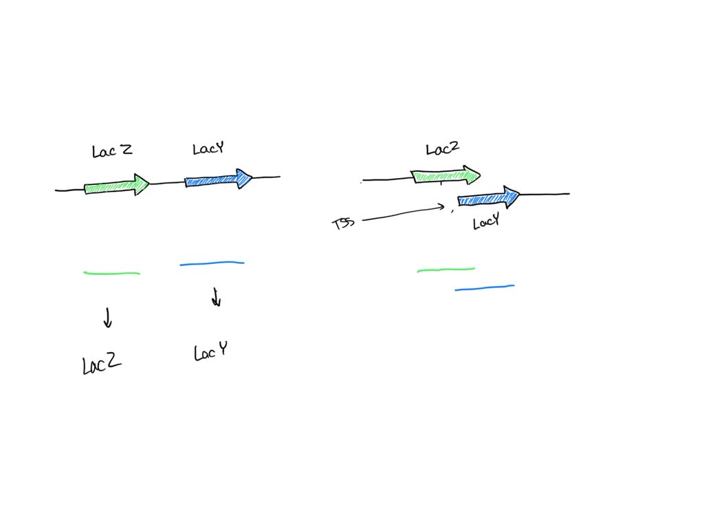 SOLVED: The lacZ and lacY ORFs are usually separated from each other by ...